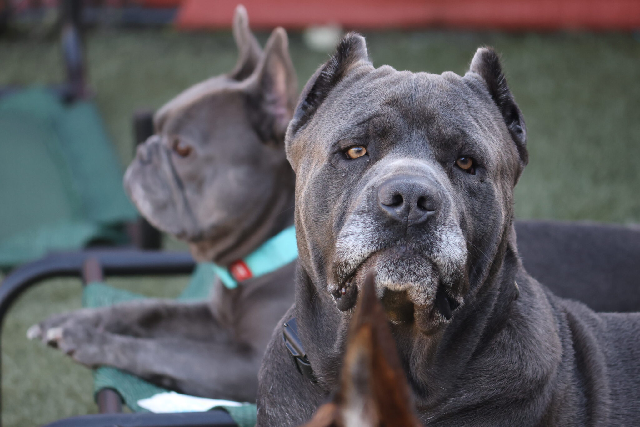 Puppy Day Training – Custom-k9