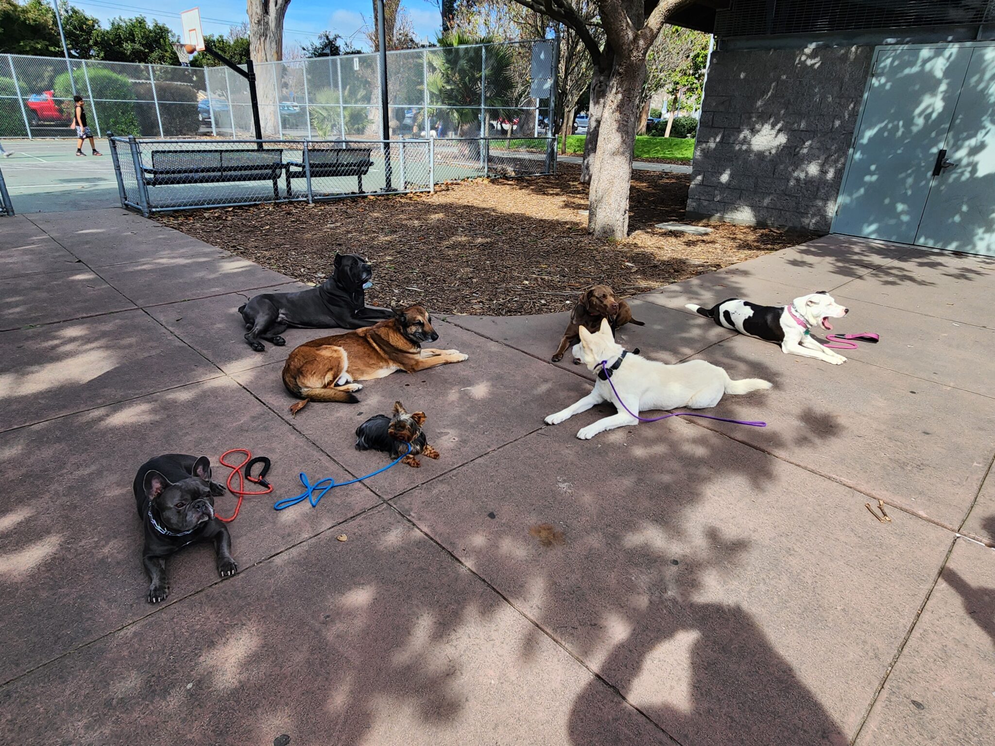 Socials – Custom-k9